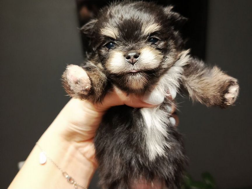 Щенки померанского шпица