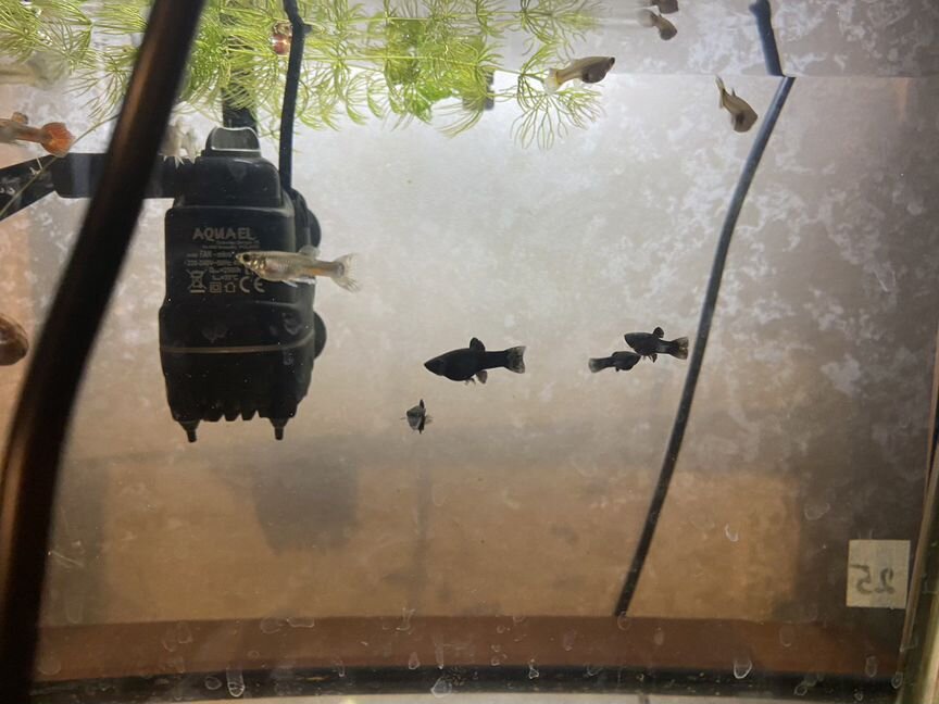 Мальки гуппи бесплатно