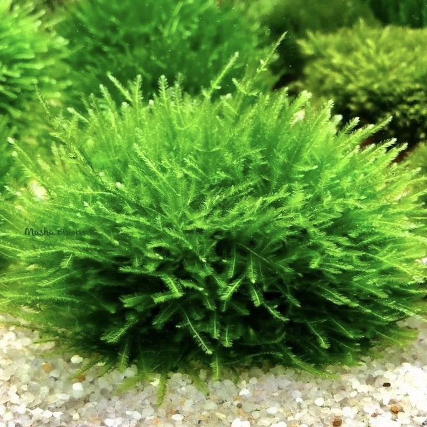 Мох яванский