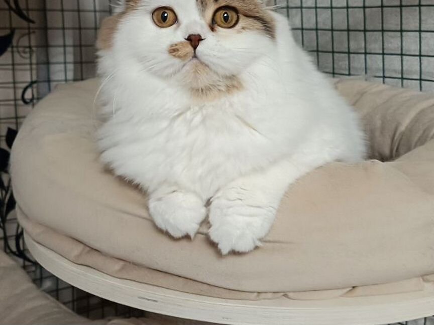 Котята хайленд фолд