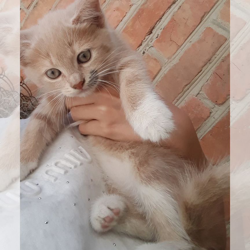 Кошка