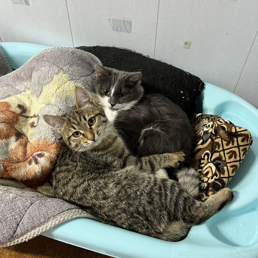 Отдам в добрые руки красивых кошек