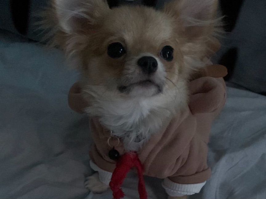 Чихуахуа ждет своих родителей