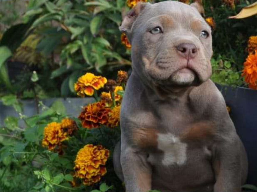 Щенки Американский булли