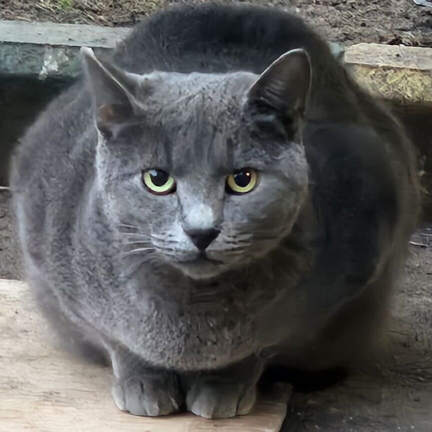 Кошка в добрые руки