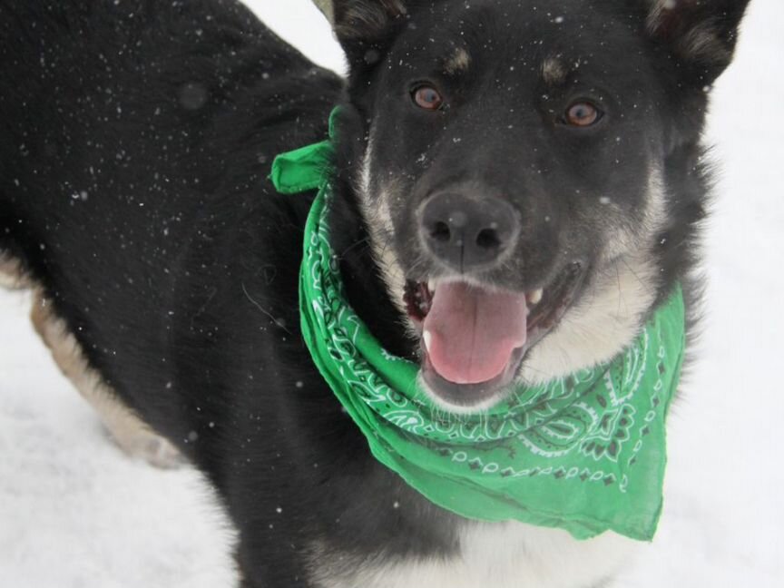 Гектор - пёс для души