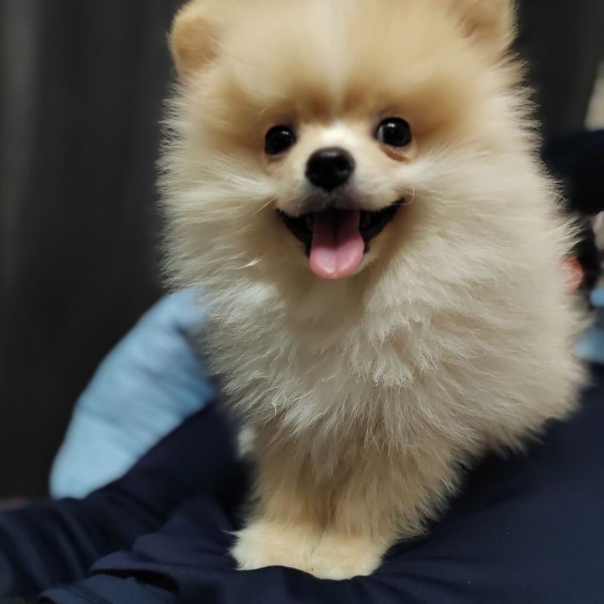 Померанский шпиц, щенок