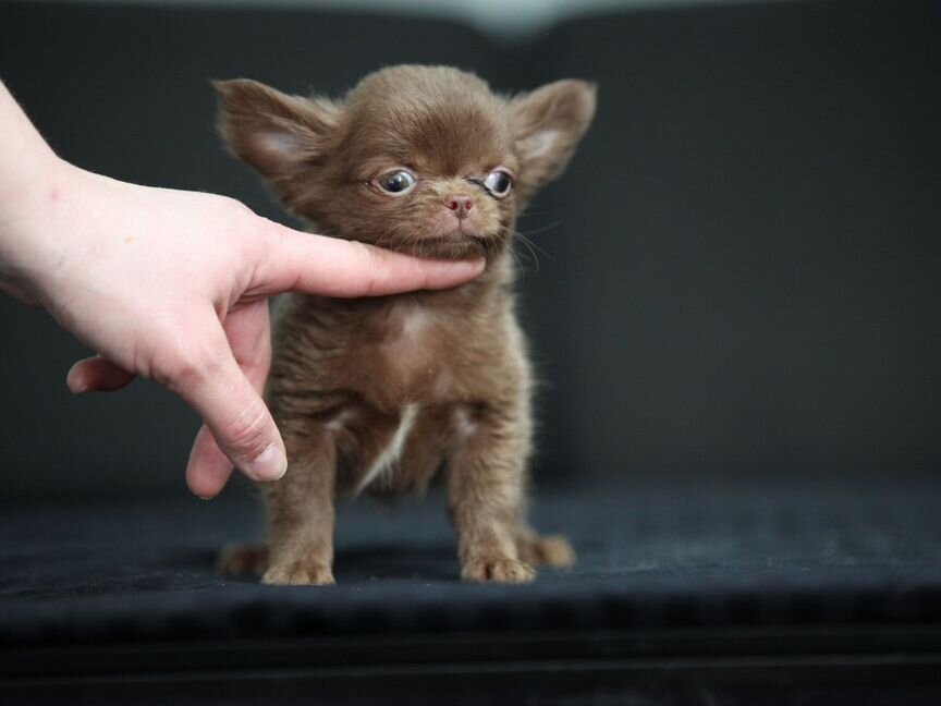 Классный малыш чихуа