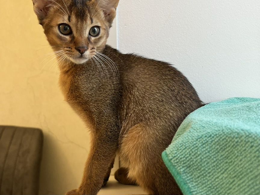 Абиссинский котенок