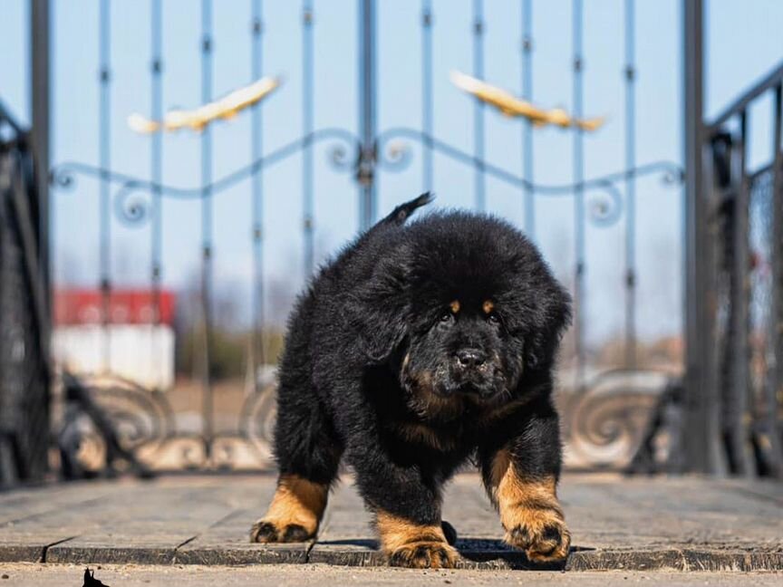 Щенки Тибетский мастиф с документами