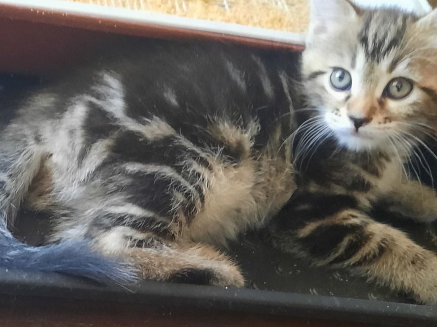 Котята мейн-кун/бенгал бесплатно