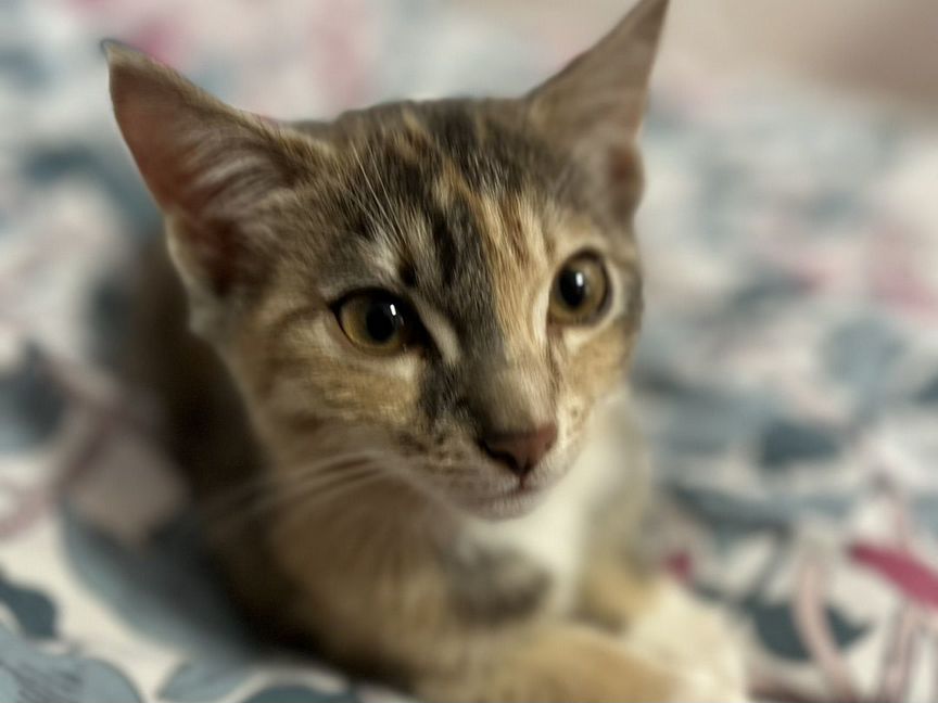 Котенок