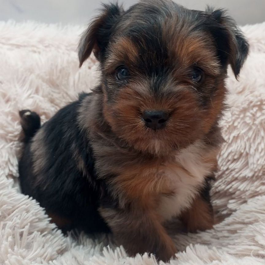 Йоркширский терьер, щенок