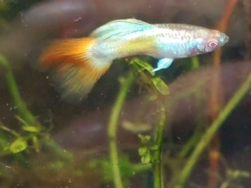 Гуппи чистая линия