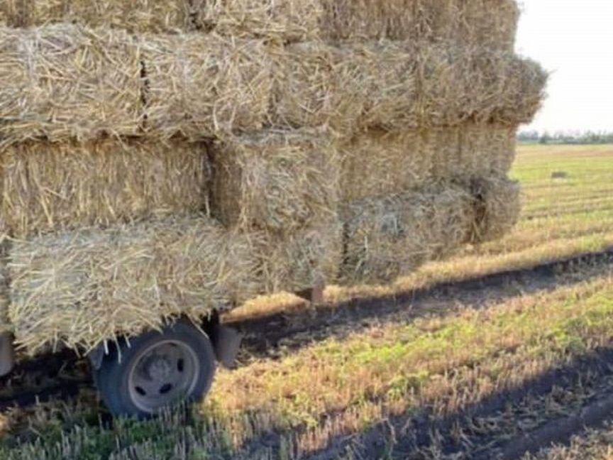 Гороховая солома и ячменя