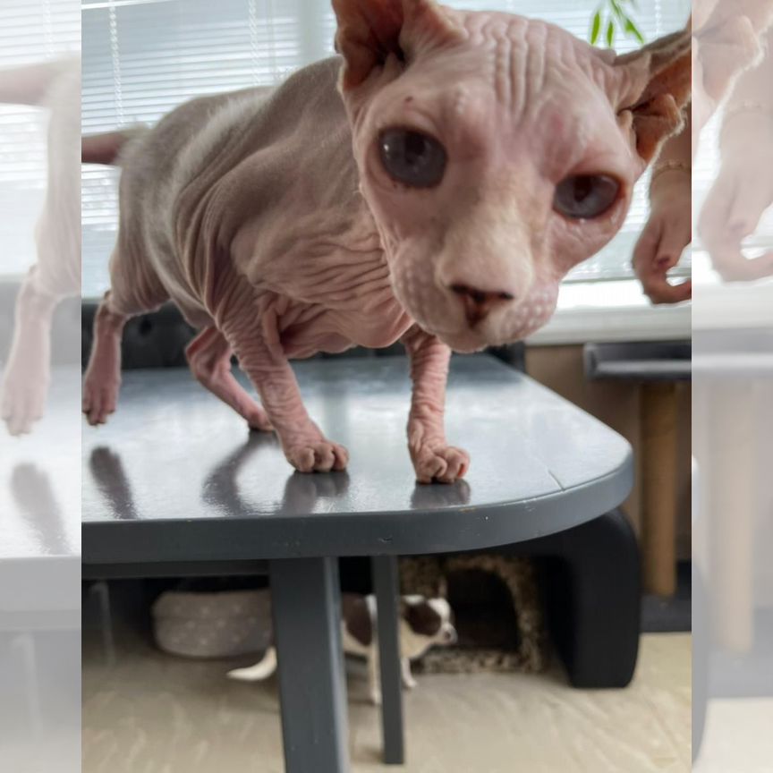 Кошка сфинкс эльф