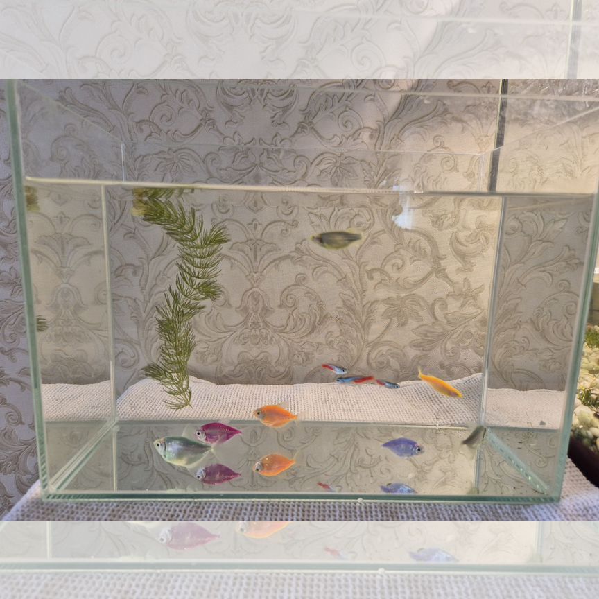 Аквариум с рыбками