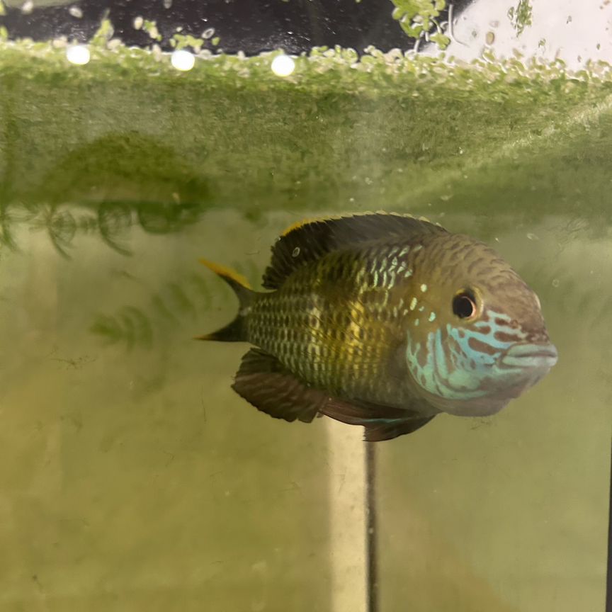 Рыба акара и полиптерус