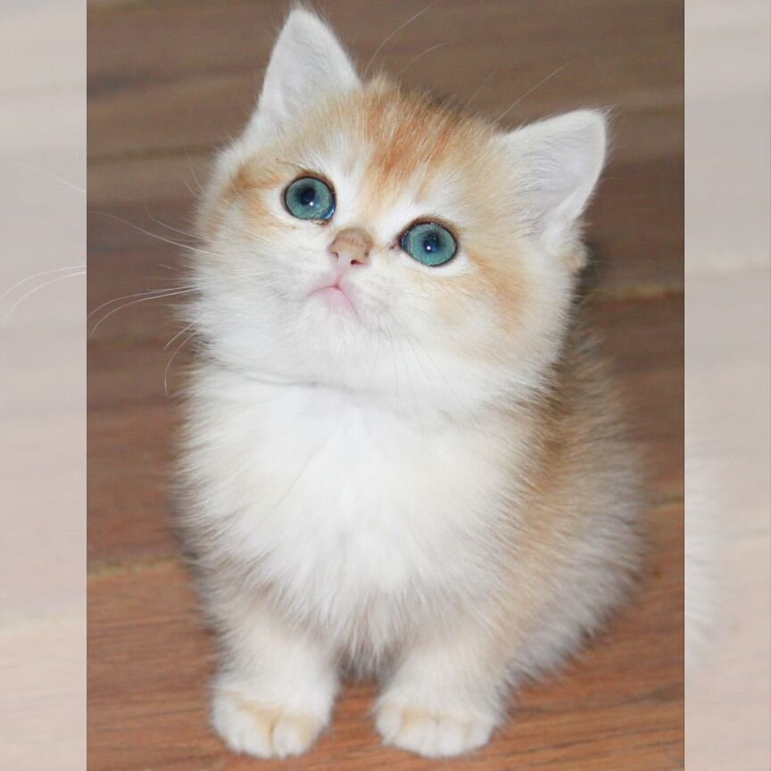 Британский короткошёрстный котёнок