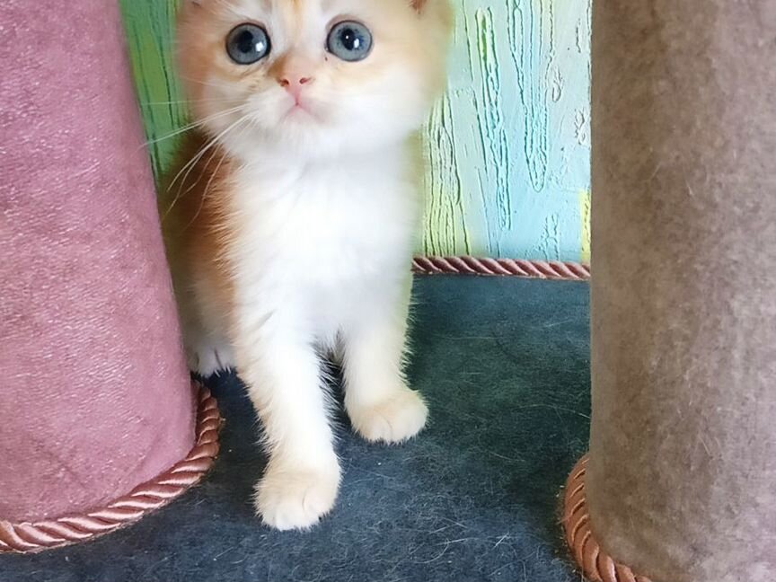 Британские кошечки ny12