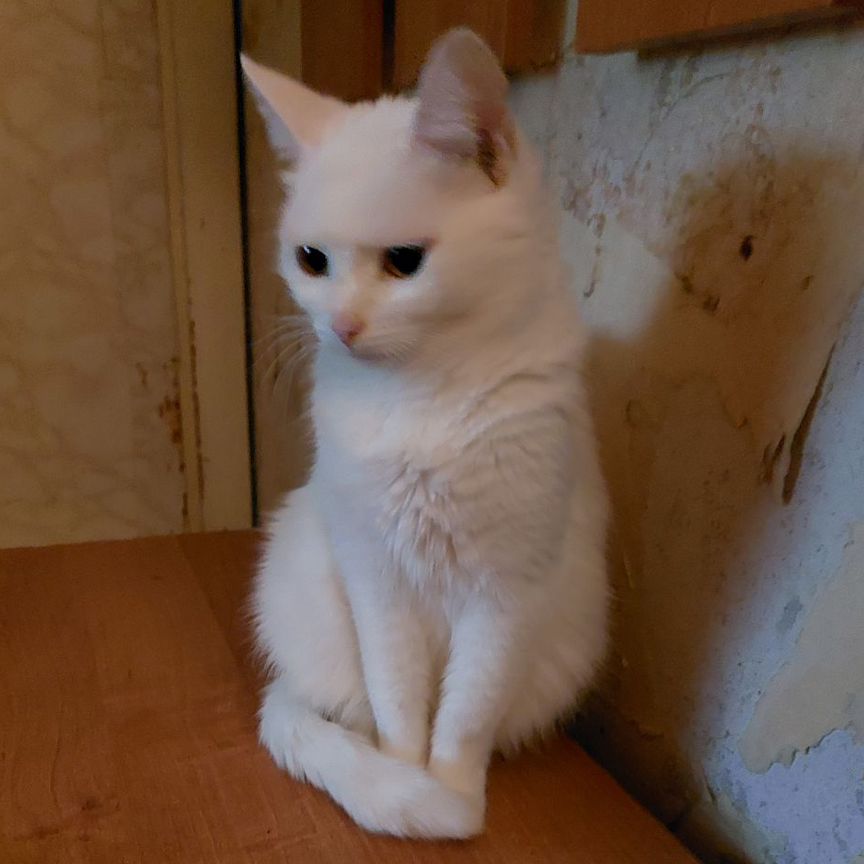 Взрослая, Девочка кошка в добрые руки