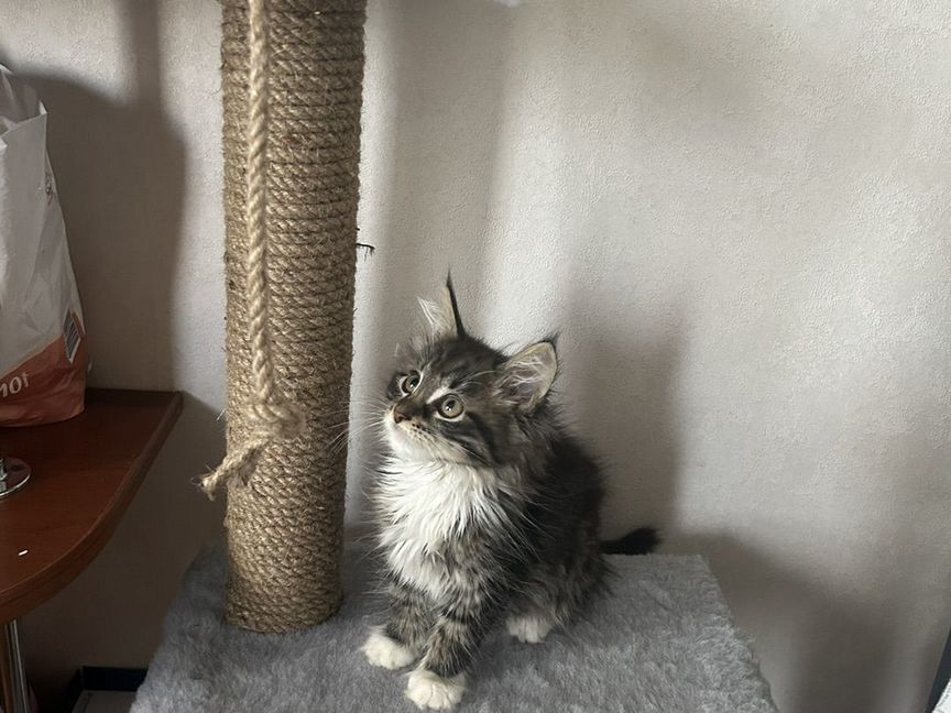 Котенок мейн-кун