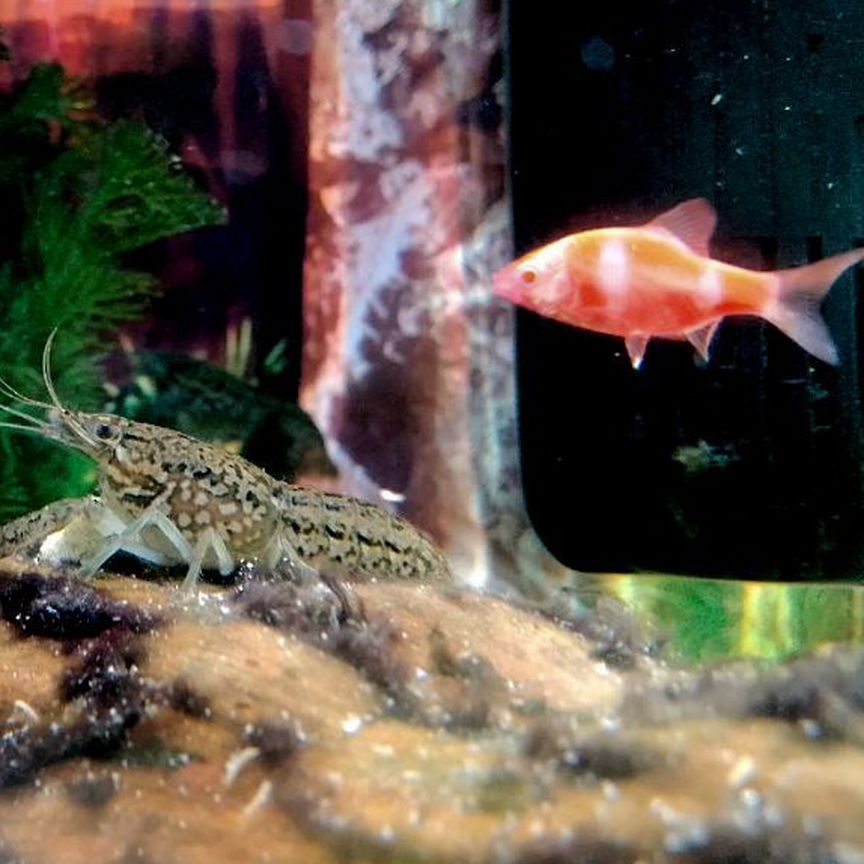 Мраморный рак