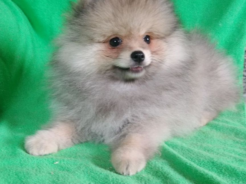 Померанский шпиц