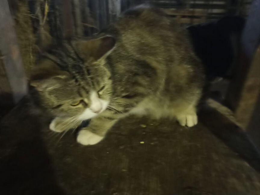 Кошка в дар бесплатно