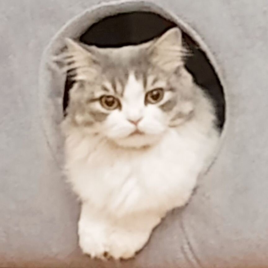 Шотландская кошечка