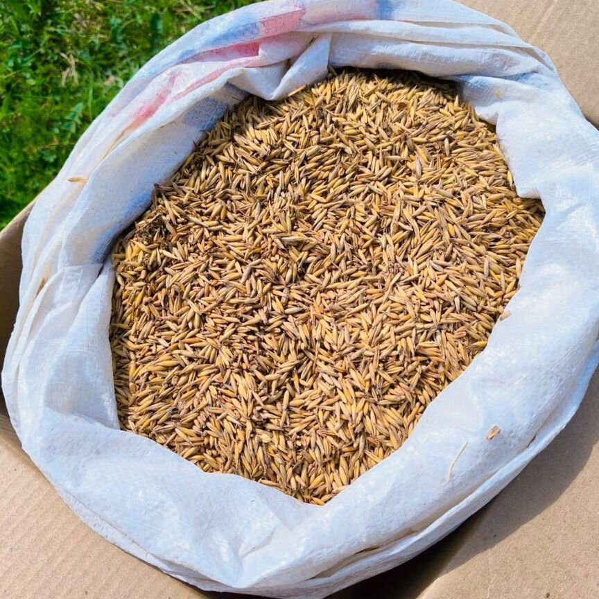 Овес для птиц и грызунов