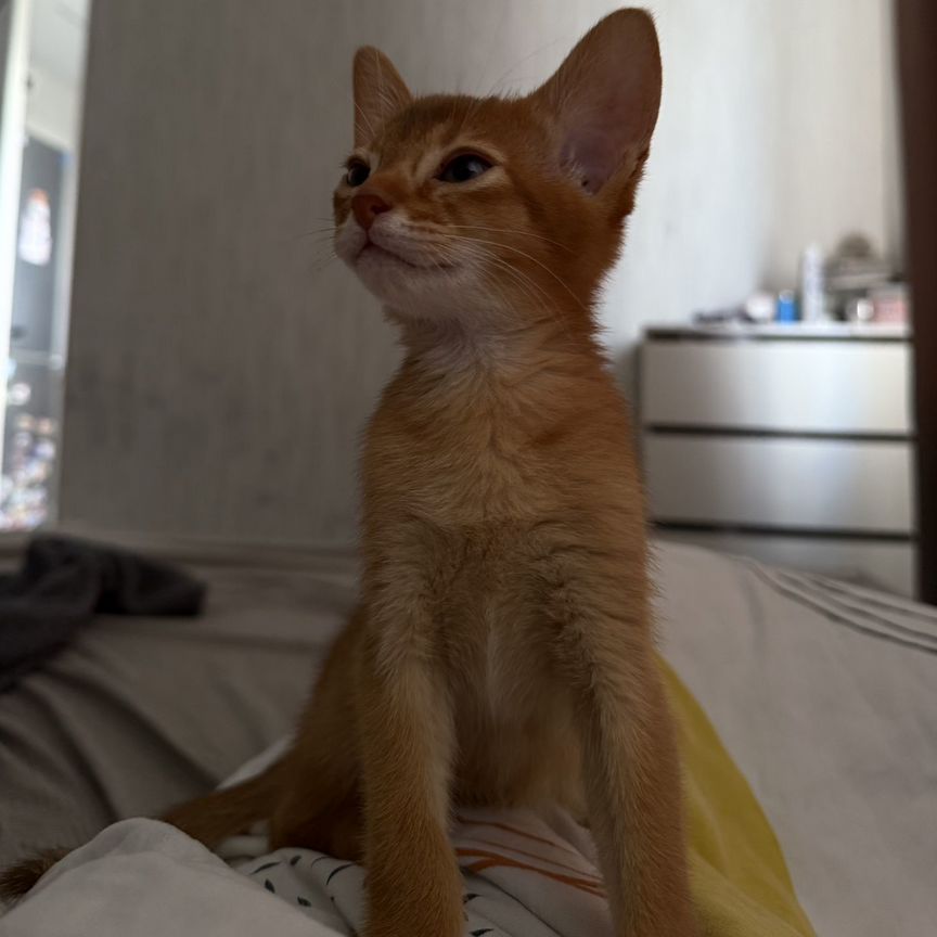 Абисинский котенок