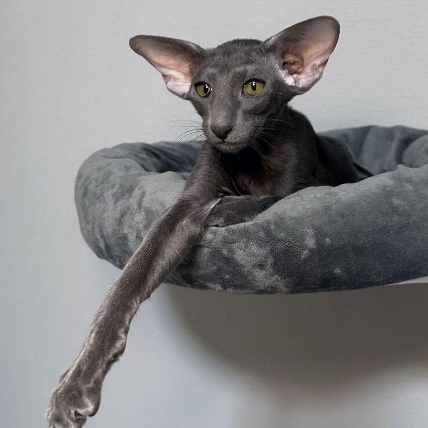 Ориентальный котёнок