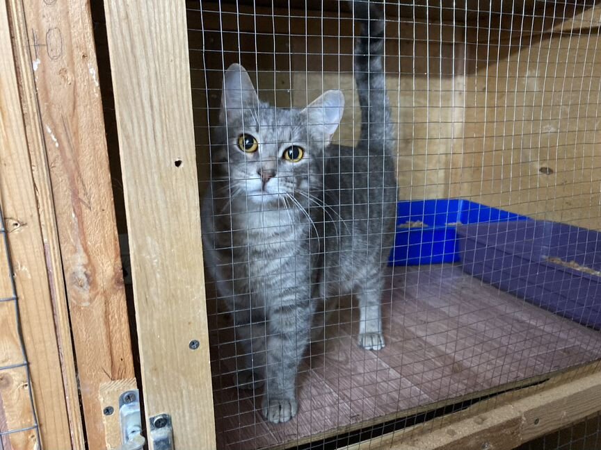 Серый кот Дарлинг в добрые руки