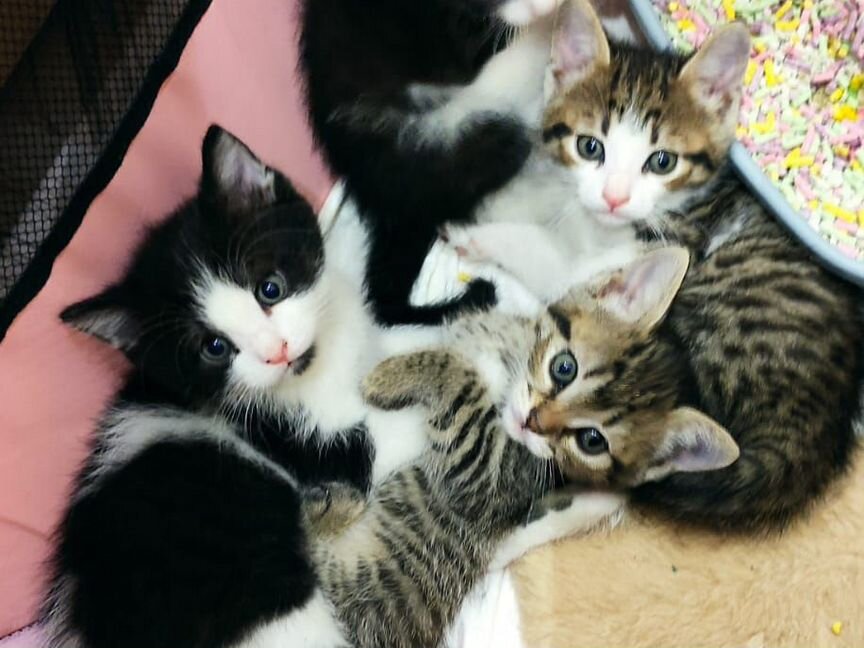 Котята
