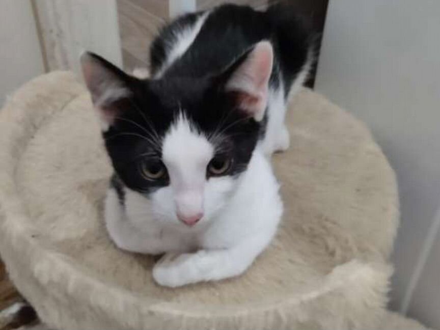 Котеночек мальчик в добрые руки