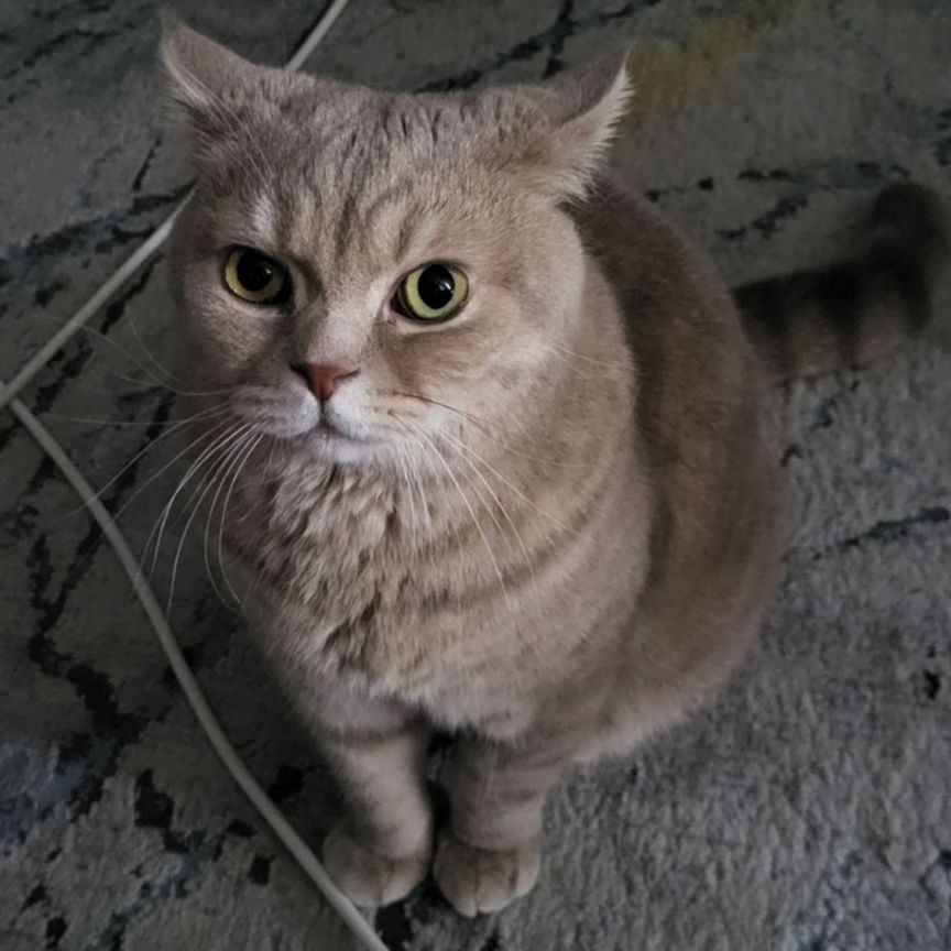 Британский короткошёрстный, взрослый кот