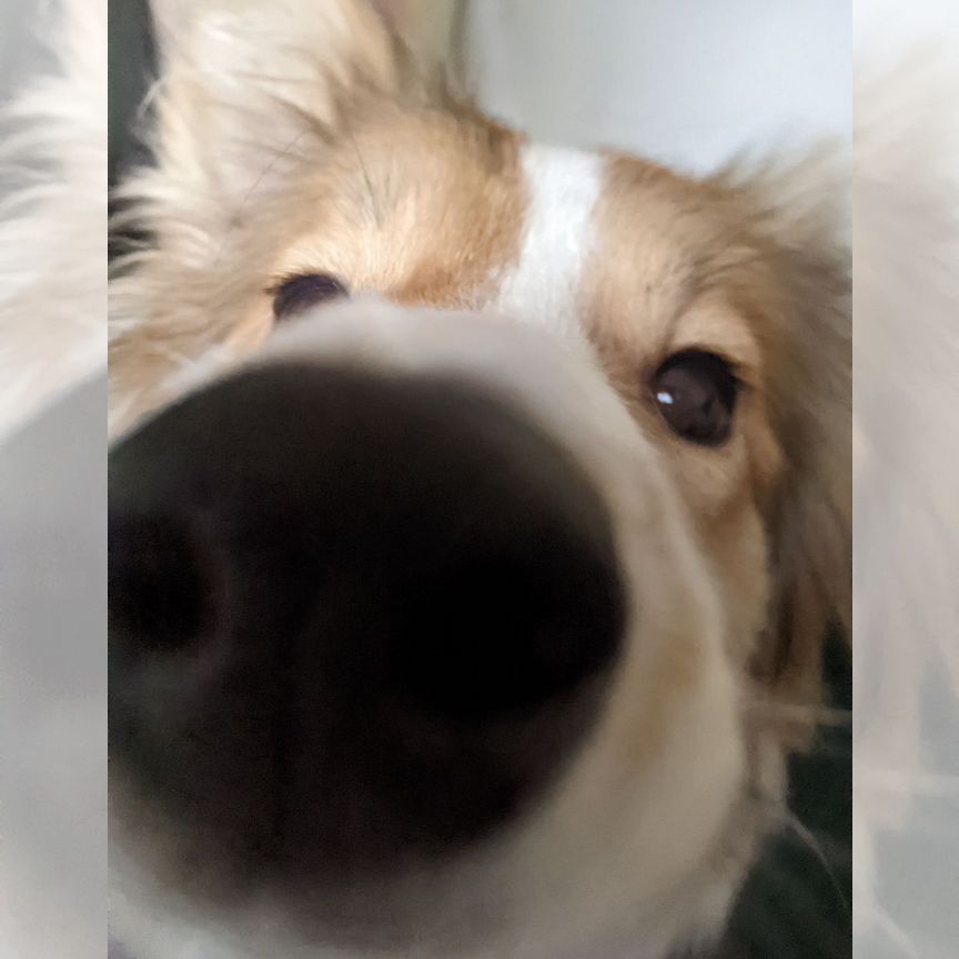 Бордер-колли, взрослая собака