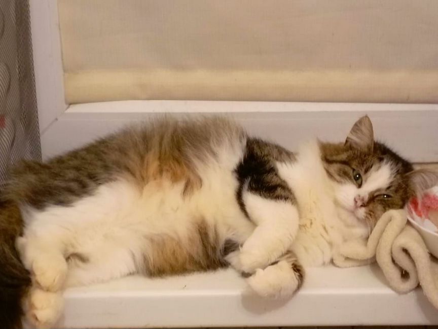 Кошка 1,5 года