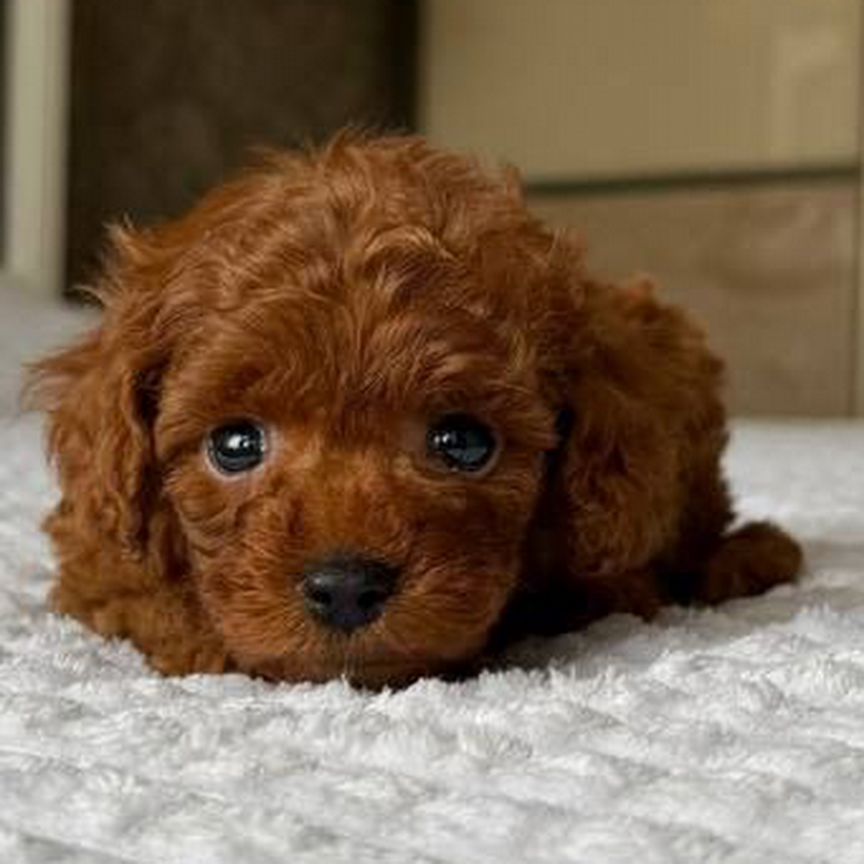 Той-пудель, щенок