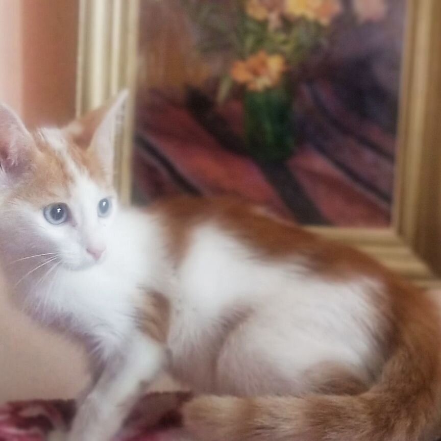 Котята 3 месяца