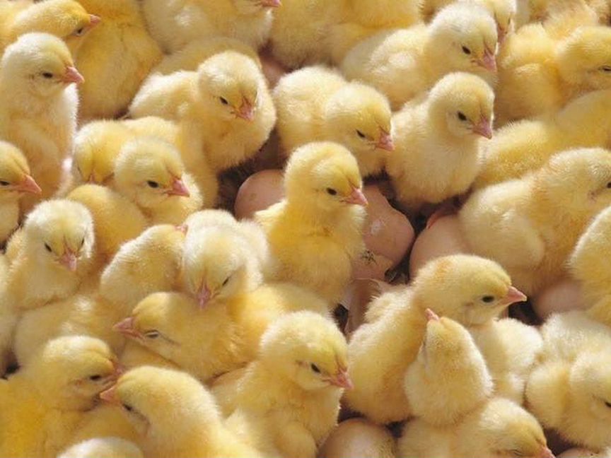 Бройлерные цыплята