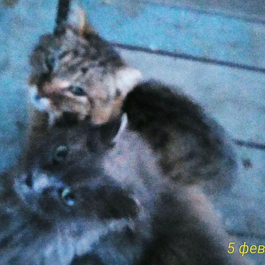 Кошечки Вася и Муся в добрые руки