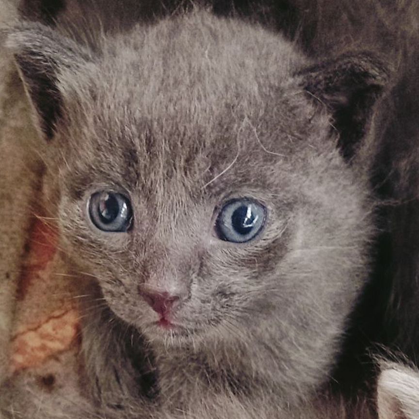 Котёнок в добрые руки