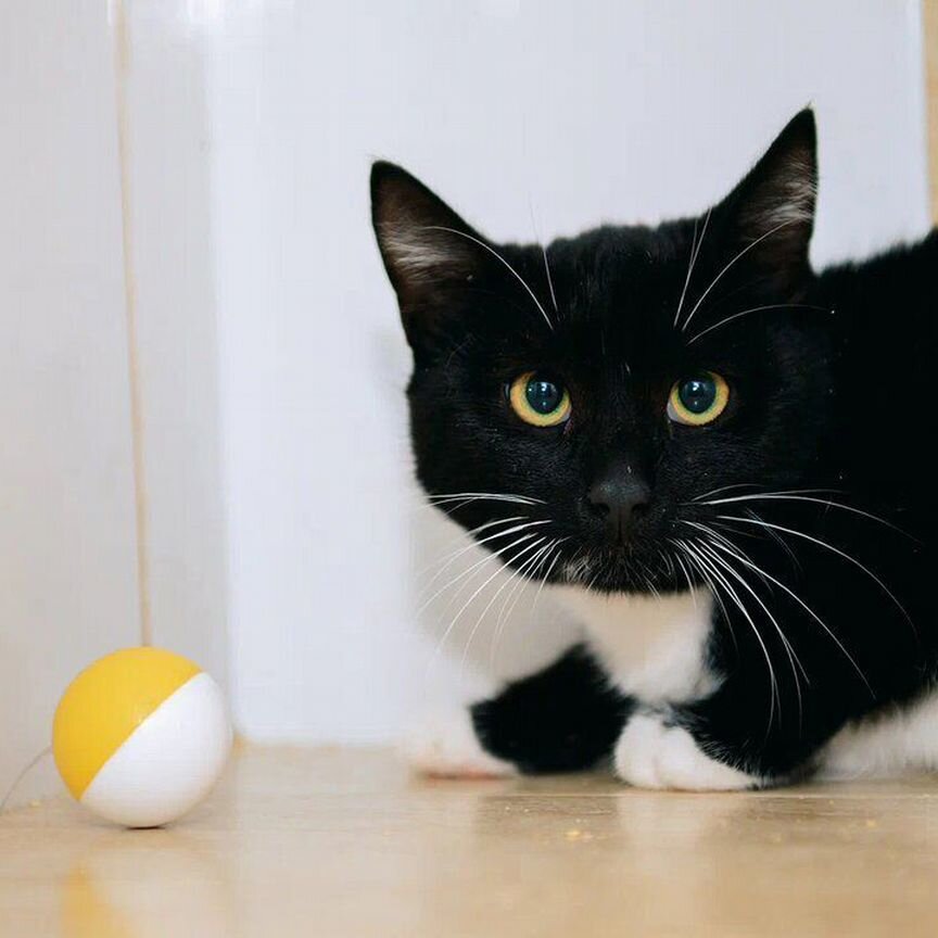 Котенок в добрые руки. Бесплатно