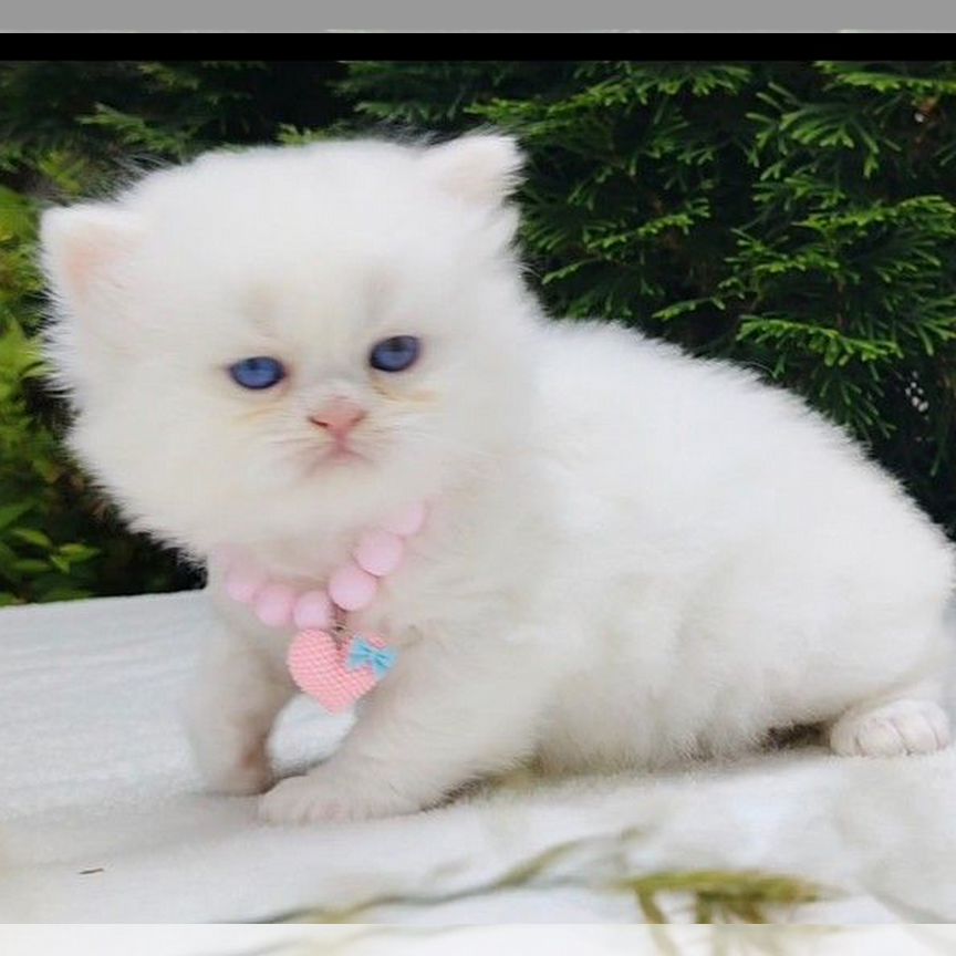 Шотландский прямоухий длинношёрстный котёнок
