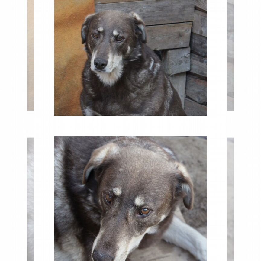 Взрослая собака в добрые руки