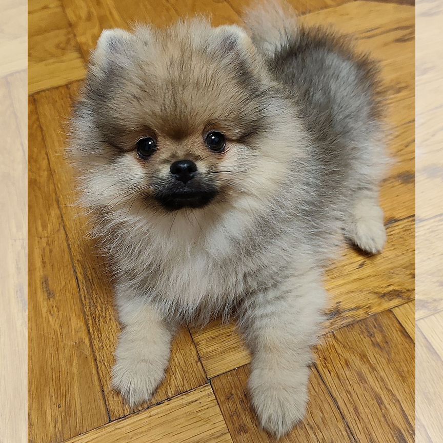 Немецкий шпиц, щенок