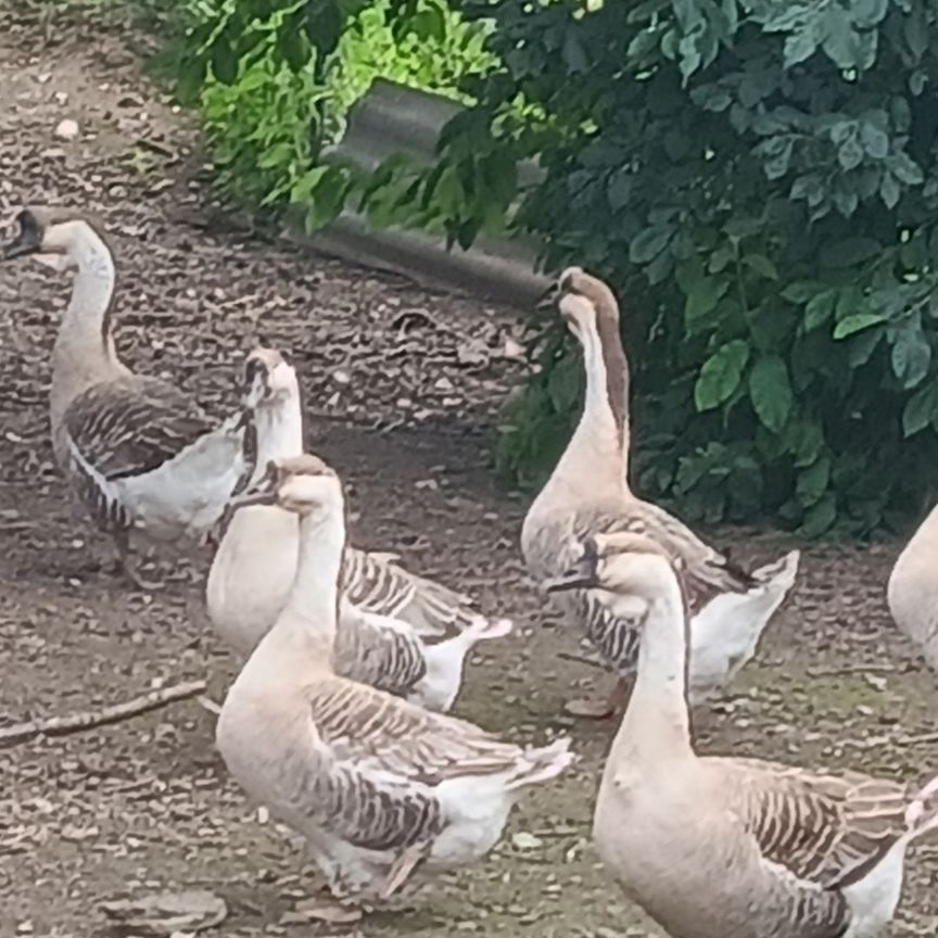 Кубанские гуси