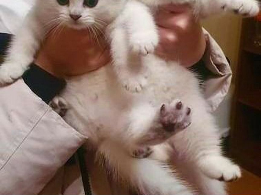 Серебро котята прививки